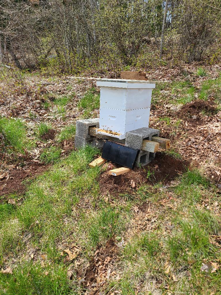 Honey Bees - Budding Vineyards